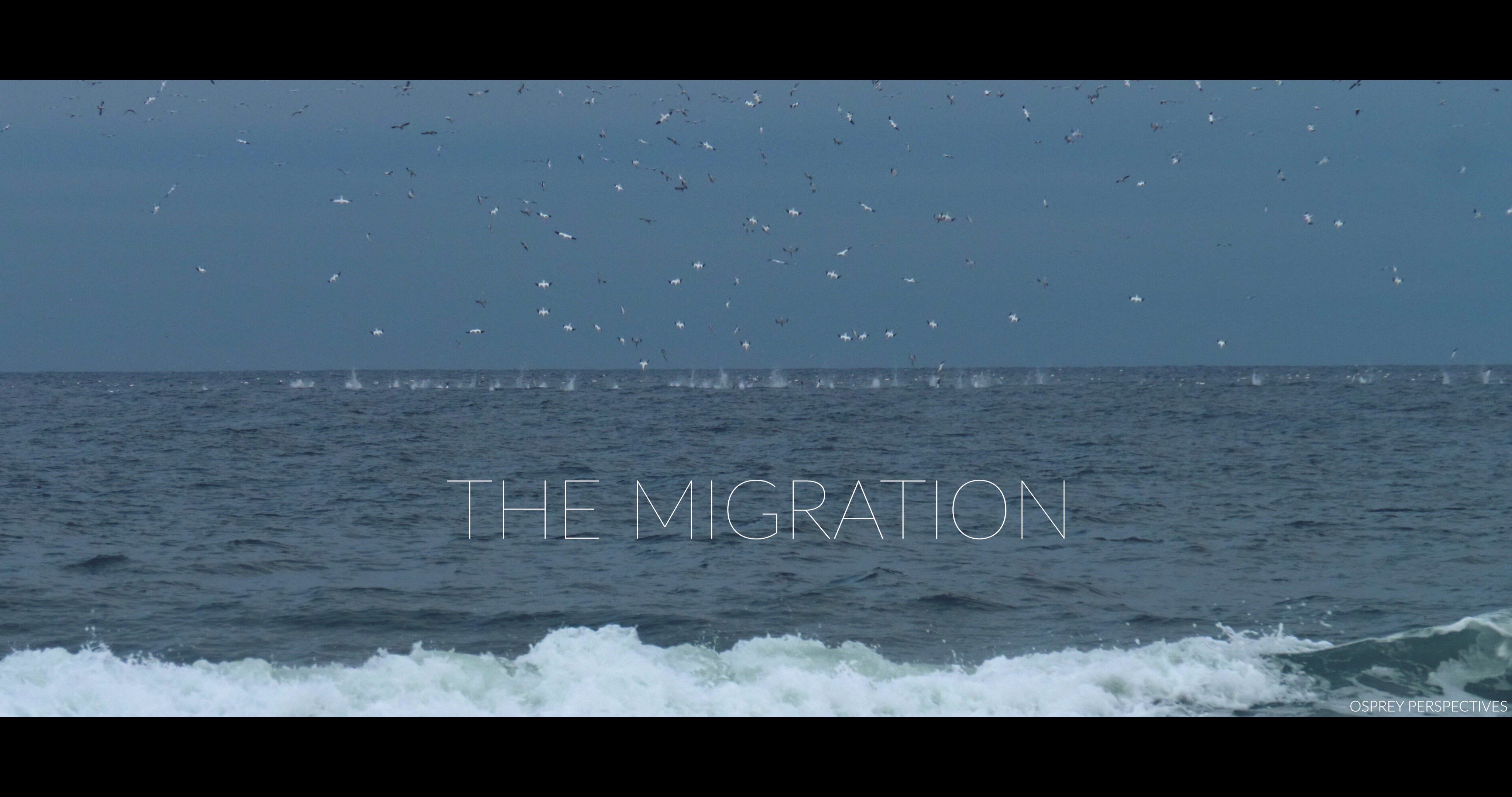 The Gannet Migration - Osprey Perspectives